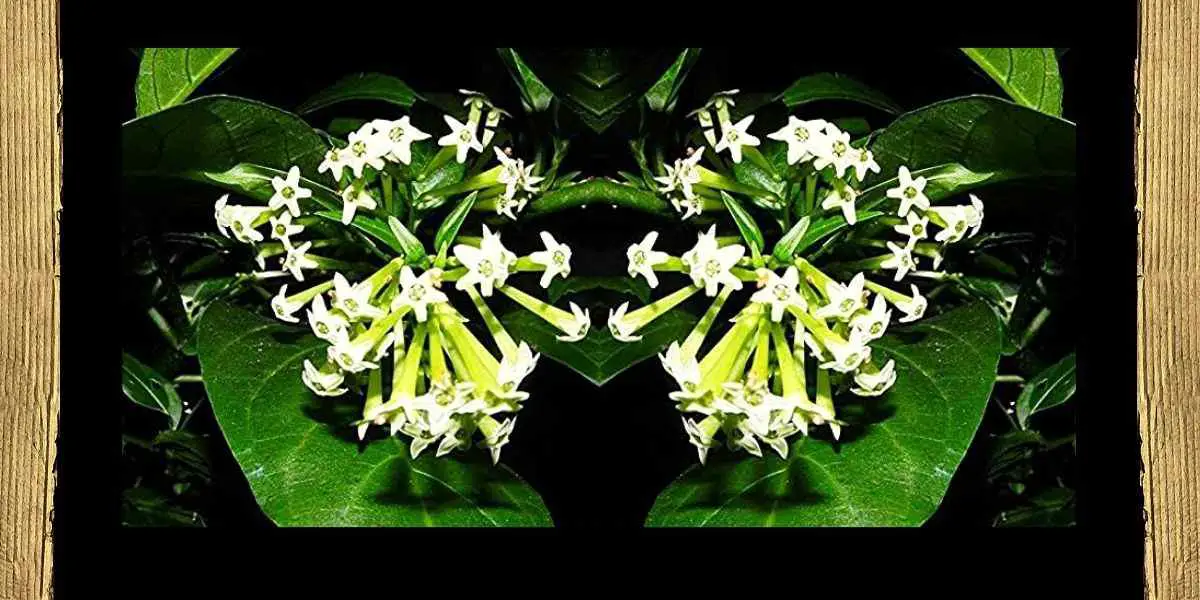 घर में लगाएं रातरानी का पौधा और देखें उसके 5 चमत्कारी फायदे (Ghar me ...