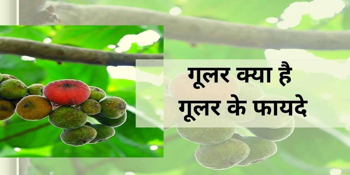 गूलर क्या है और गूलर के फायदे (Gular Kya Hai Aur Gular Ke fayde ...