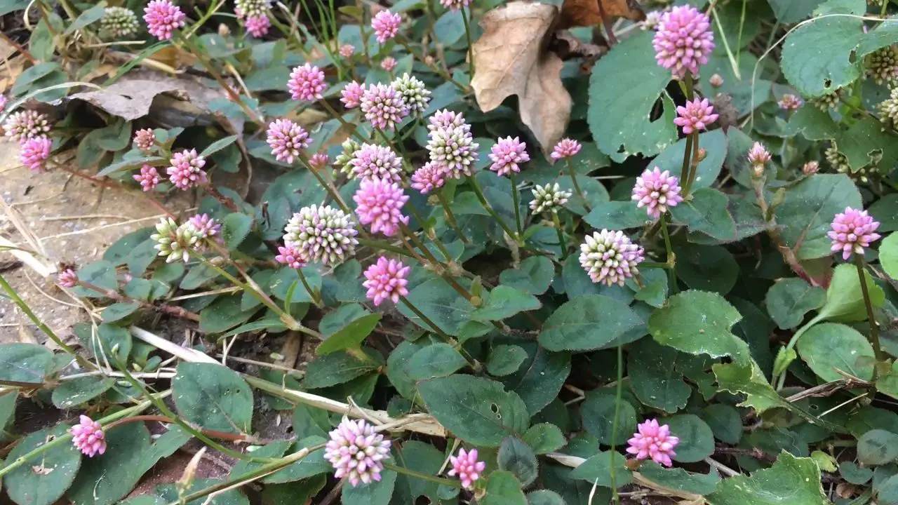 All You Need to Know about “Pinkhead Knotweed Plants” - eAstroHelp