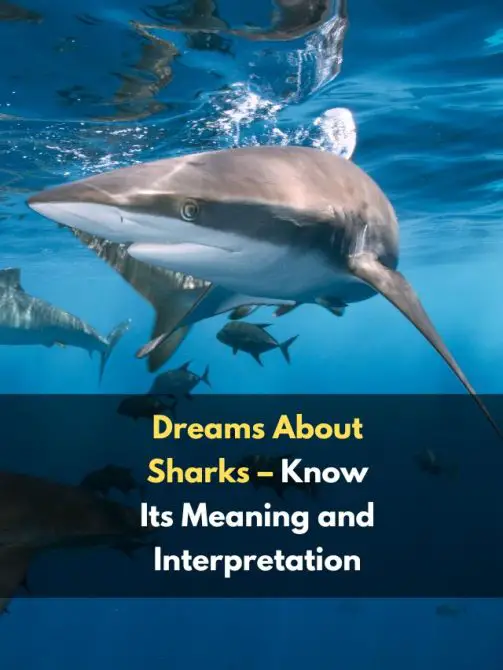 Dreams About Sharks – Know Its Meaning and Interpretation - eAstroHelp
